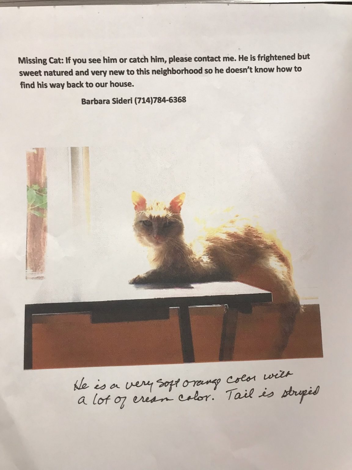 Missing Cat – Brea Glenbrook Club